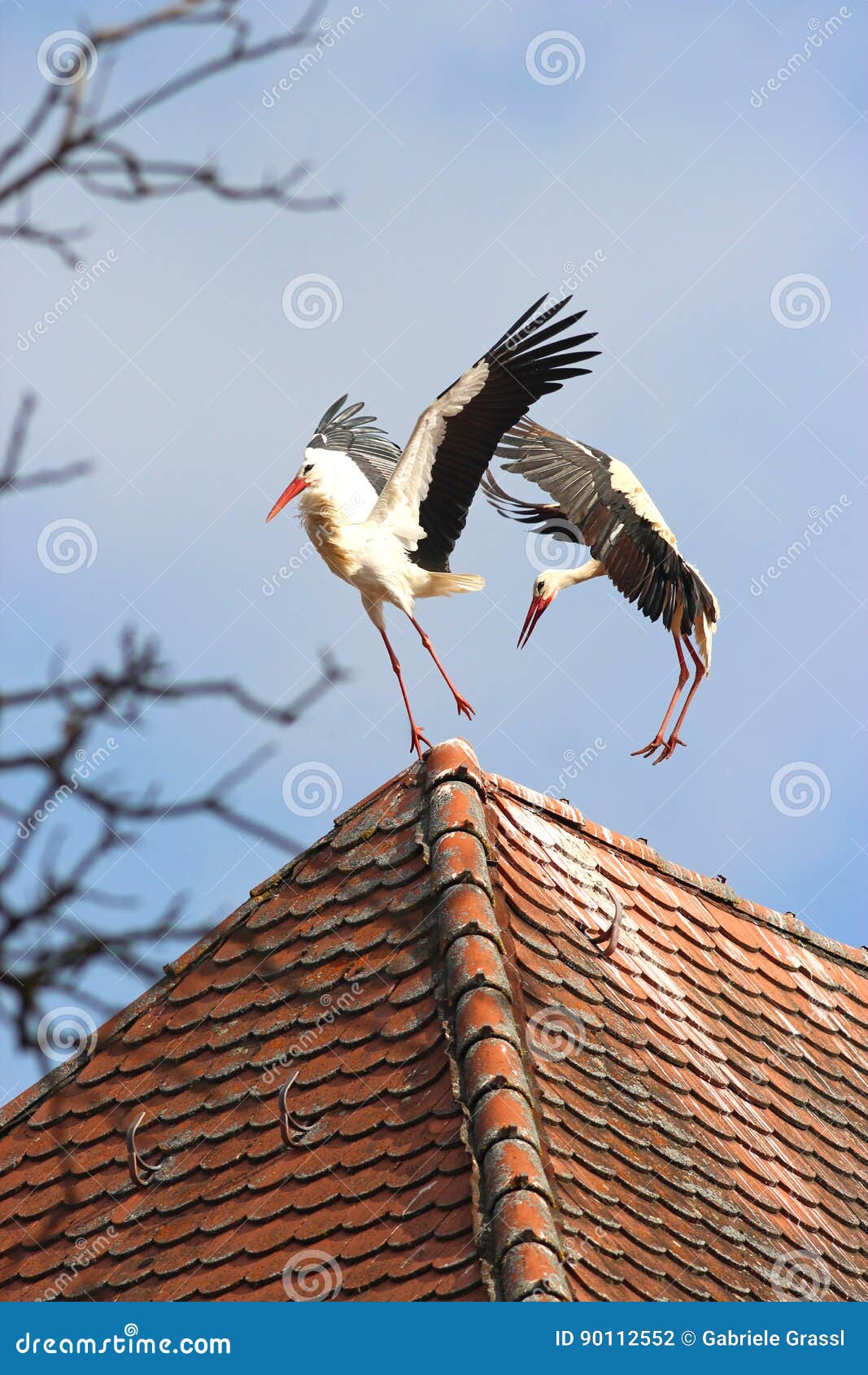 Two Storks Fight on a Roof Ridge Stock Photo - Image of sunlight ...