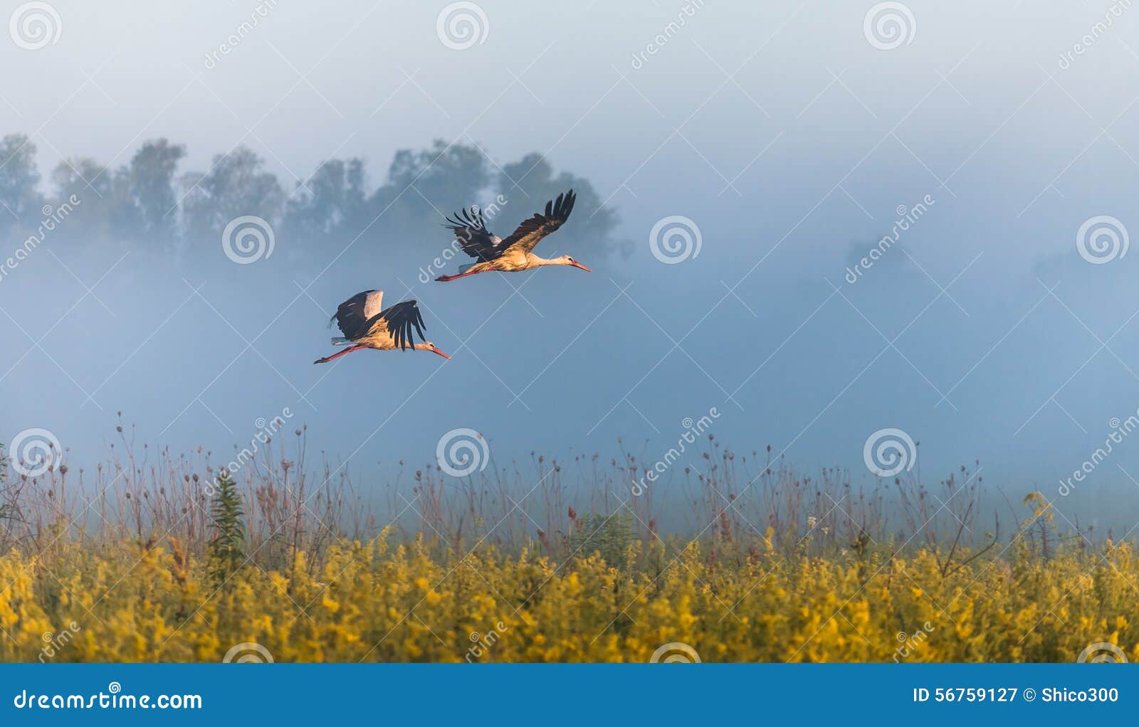 Two Storks Fly Over a Field Stock Image - Image of home, long: 56759127