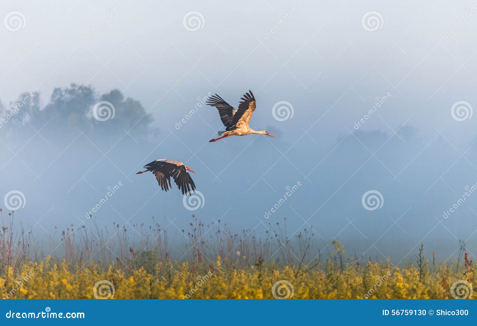 Two Storks Fly Over a Field Stock Photo - Image of black, wildlife ...