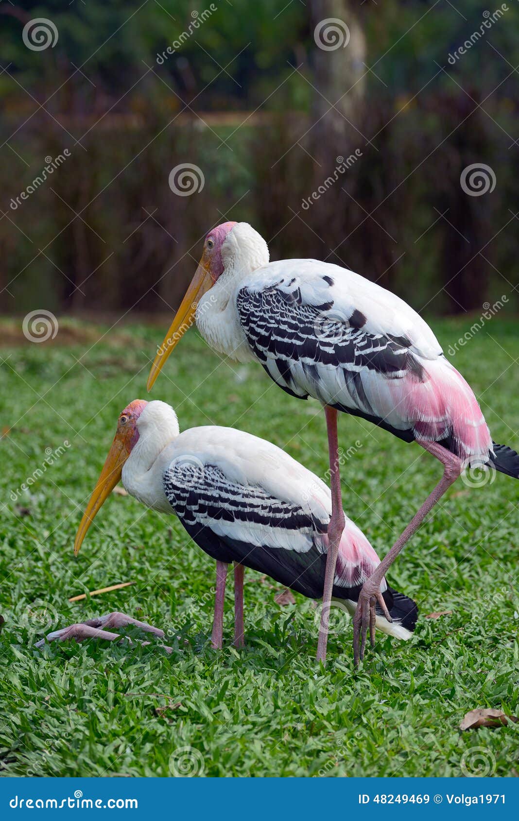 Two storks stock image. Image of pink, cinerea, grass - 48249469