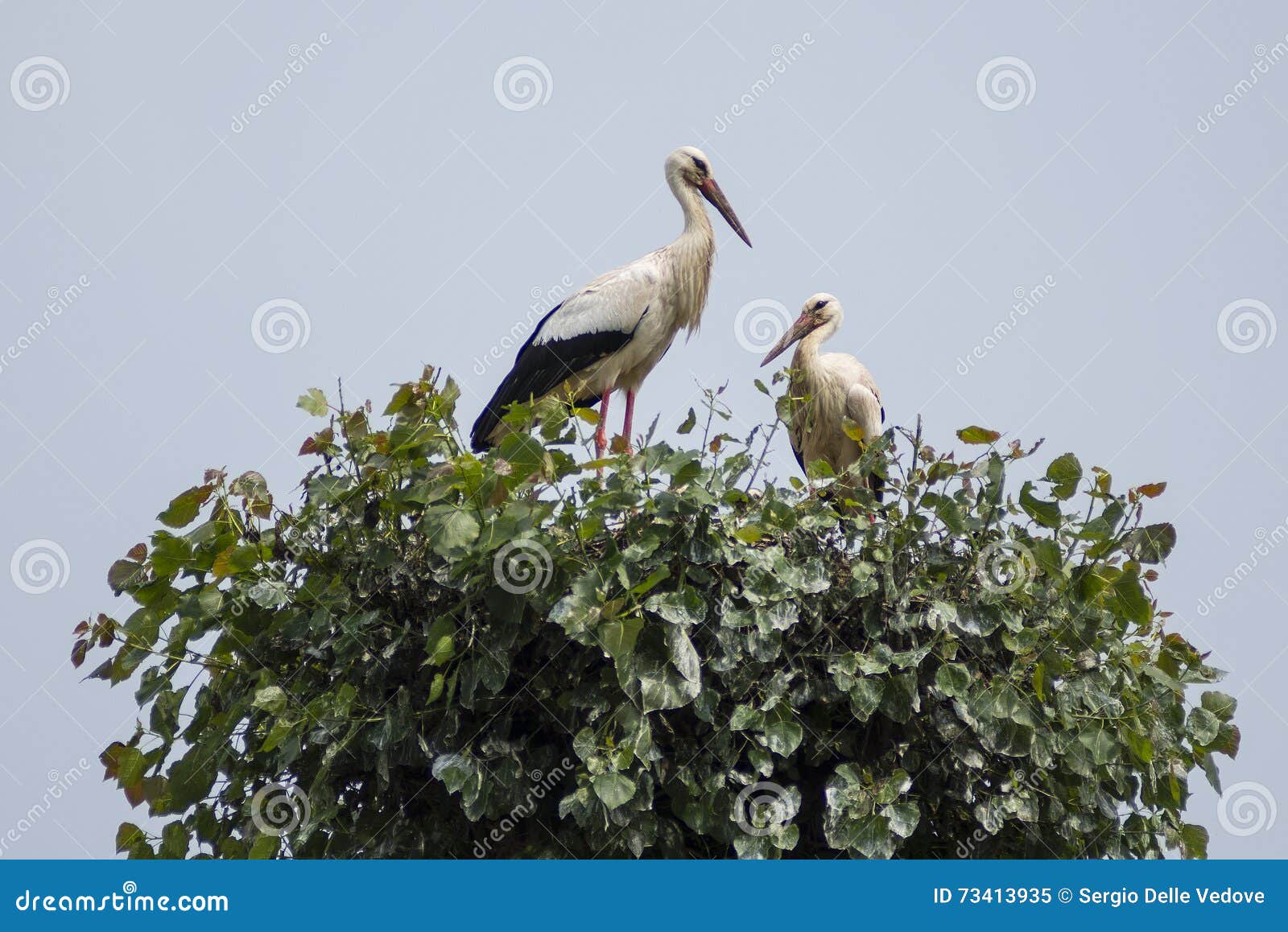 Two storks stock image. Image of flat, animal, happy - 73413935