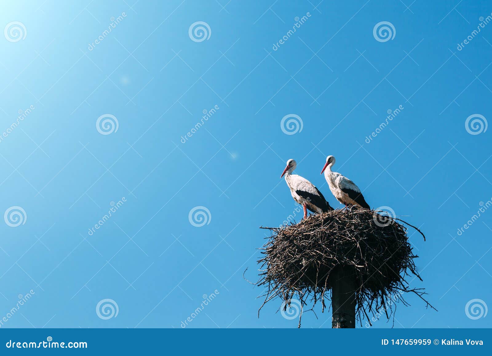 A two storks in the nest stock image. Image of wild - 147659959