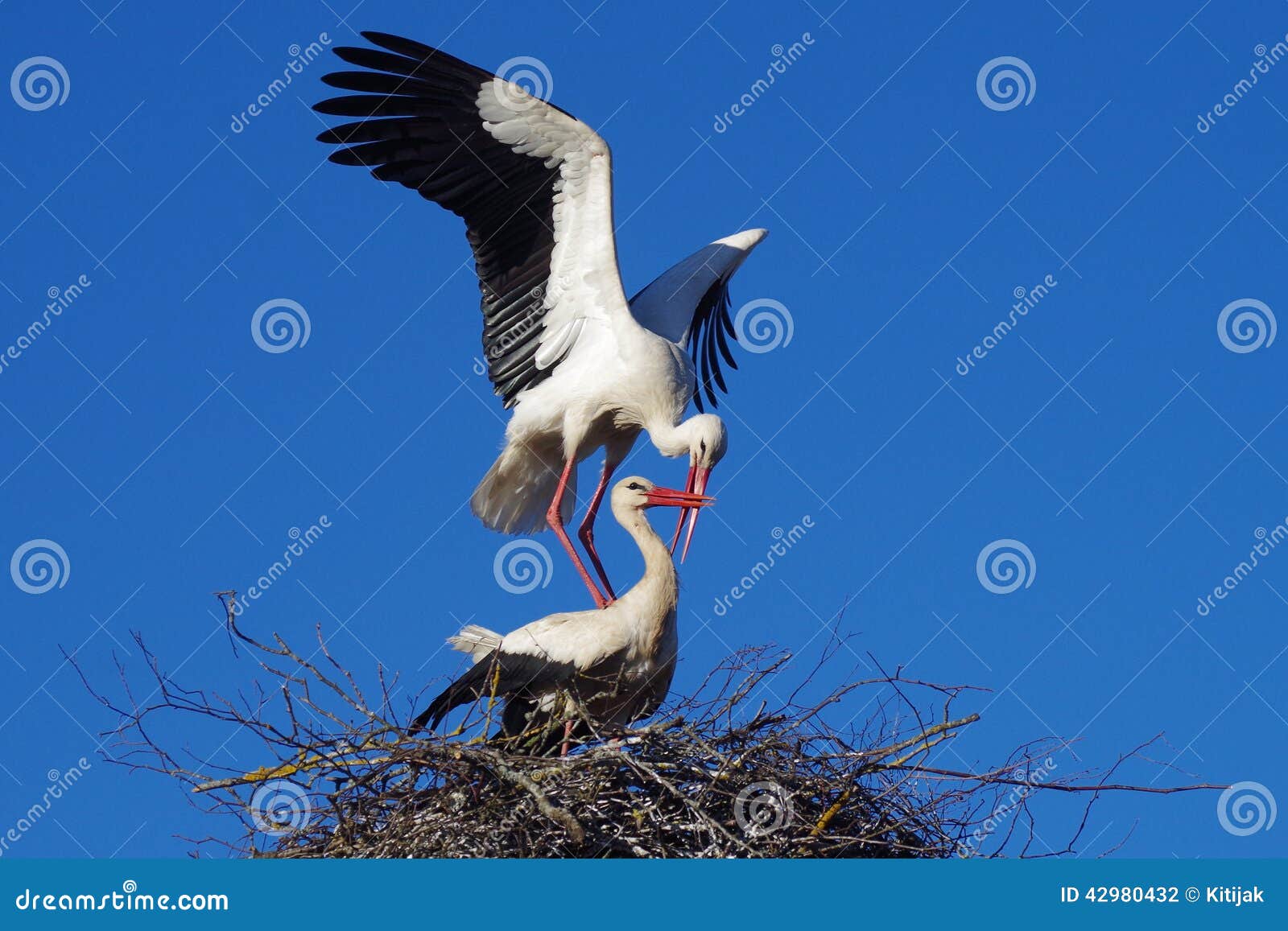 Two storks stock photo. Image of summer, bird, wings - 42980432