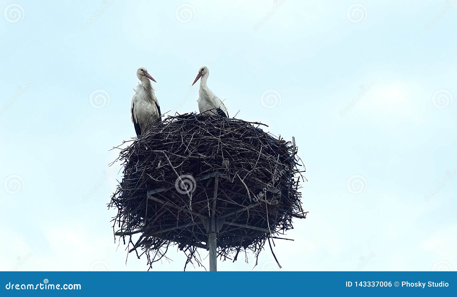 Two Storks in the Nest Against the Sky. Stock Photo - Image of real ...