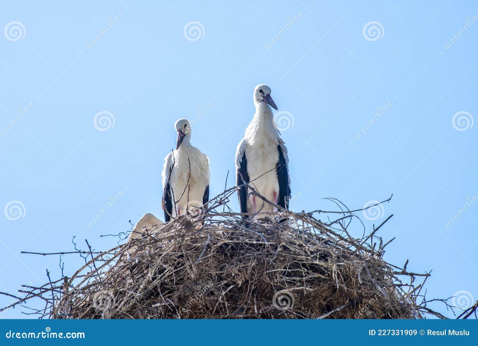 Two storks in a nest. stock image. Image of blue, adult - 227331909