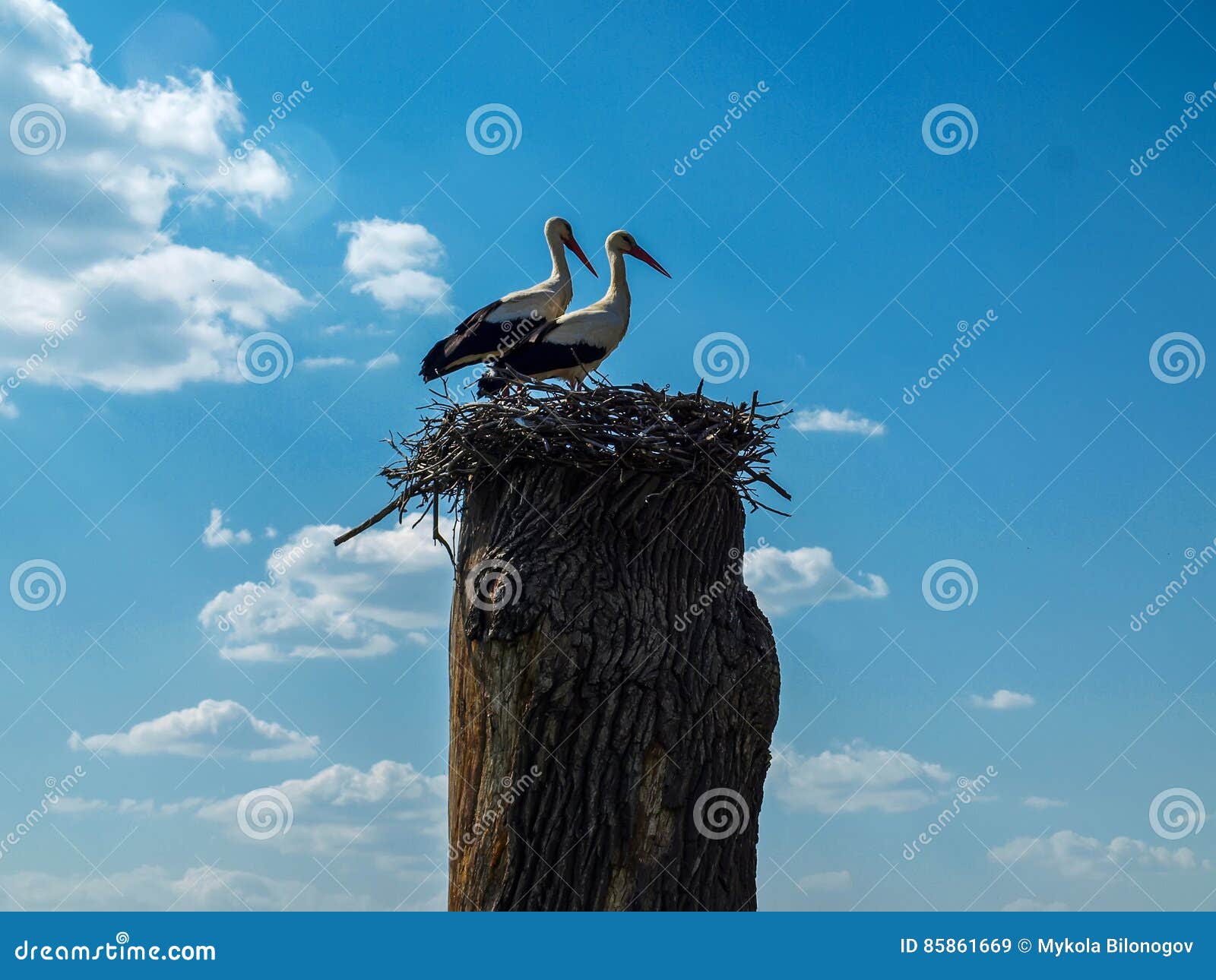 Two Storks in a Nest on an Old Tree in a Fine Spring Sunny Day. Stock ...
