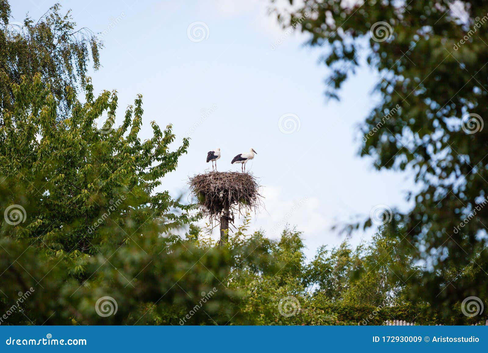 Two Storks in Nest in Summer Stock Image - Image of storks, home: 172930009