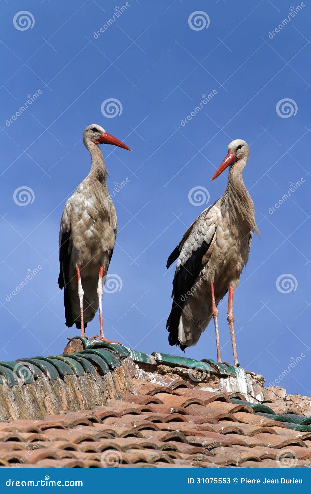 Two storks on a roof stock image. Image of roof, maghreb - 31075553