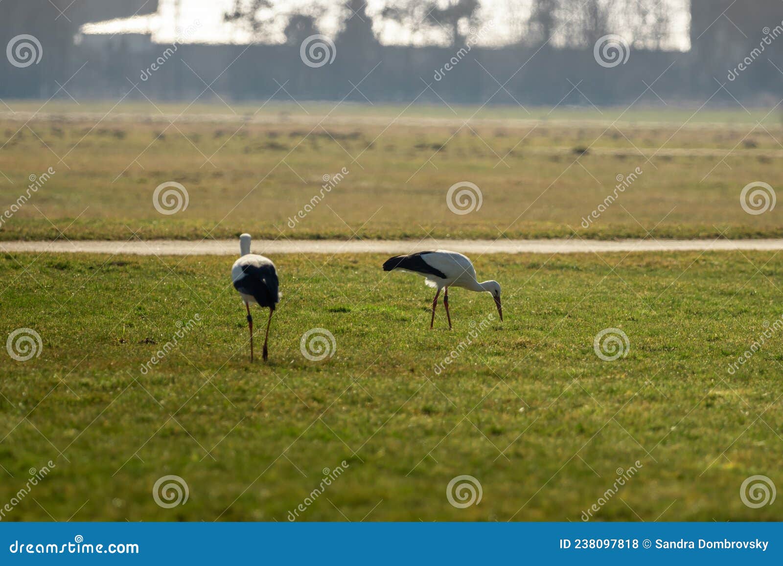 Two Storks Run Across the Green Meadow Stock Photo - Image of summer ...