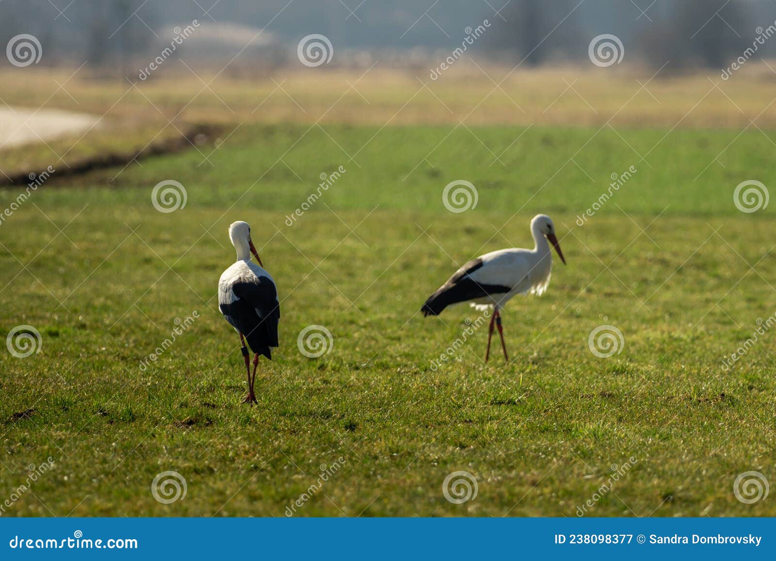 Two Storks Run Across the Green Meadow Stock Image - Image of wild ...