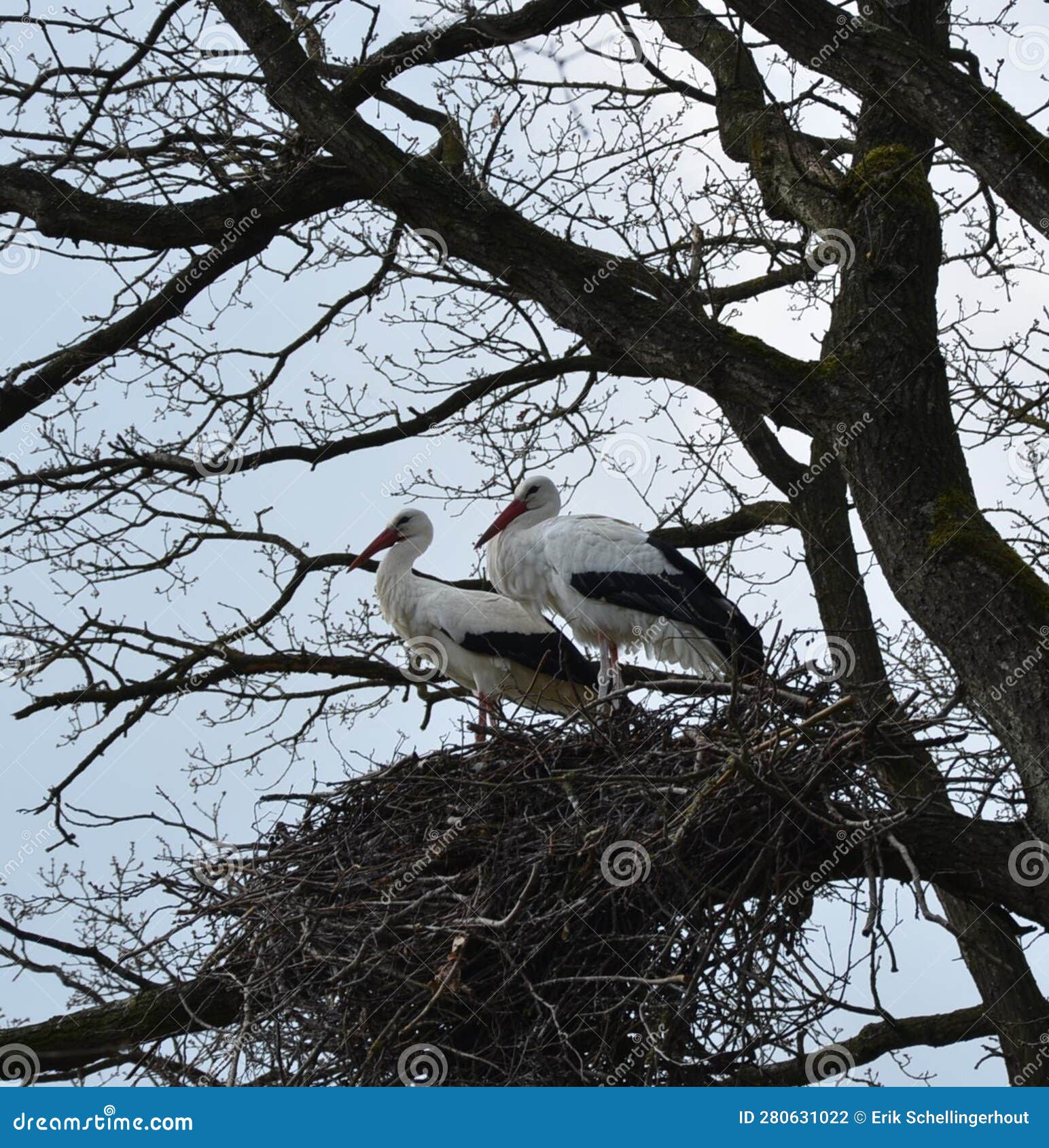 Two Storks are Setting in a Tree and are Looking Around Stock Photo ...