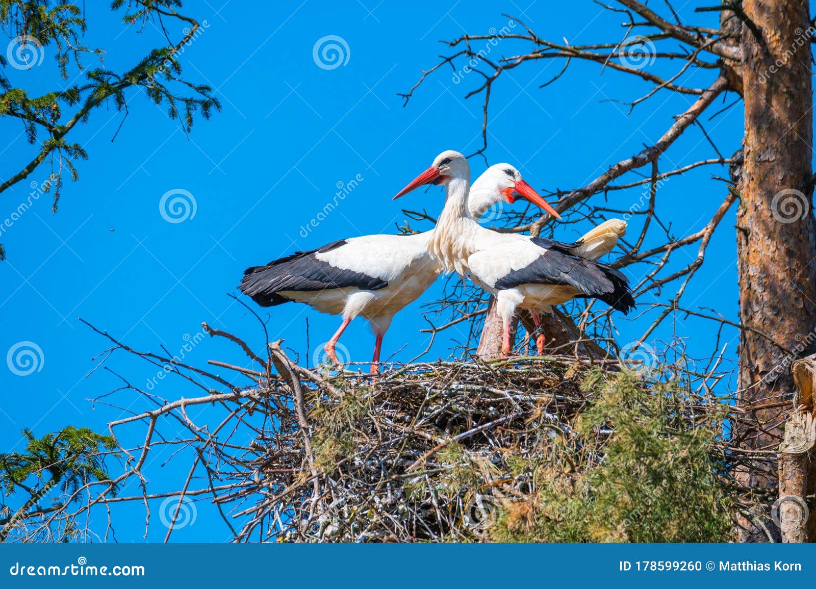 Two Storks Sit in Their Nest with Blue Background Stock Photo - Image ...