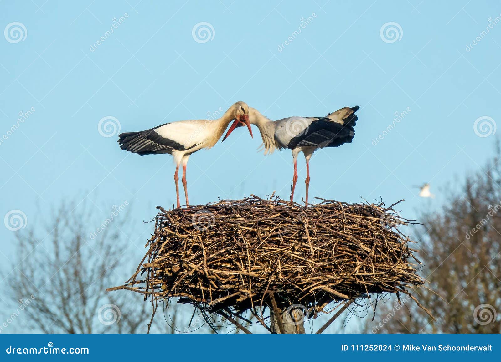 Two storks on a nest stock photo. Image of high, ecology - 111252024