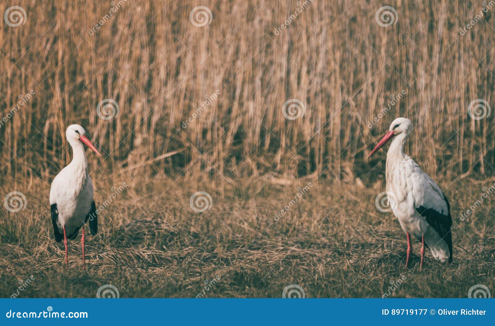 Two Storks Talking stock image. Image of couple, friendship - 89719177