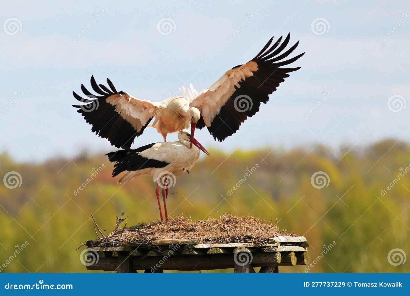 Two Storks Together in the Nest Stock Image - Image of beak, bill ...