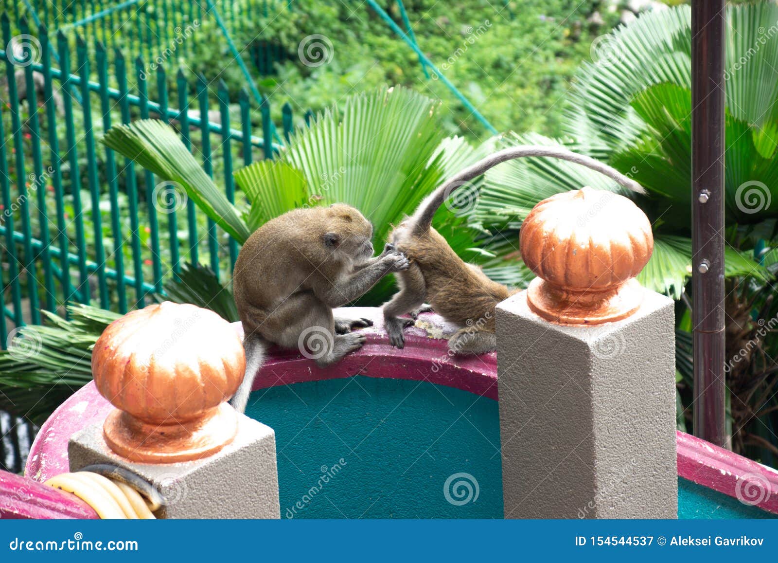 Two Strange Monkeys in Batu Caves Stock Image - Image of looking ...