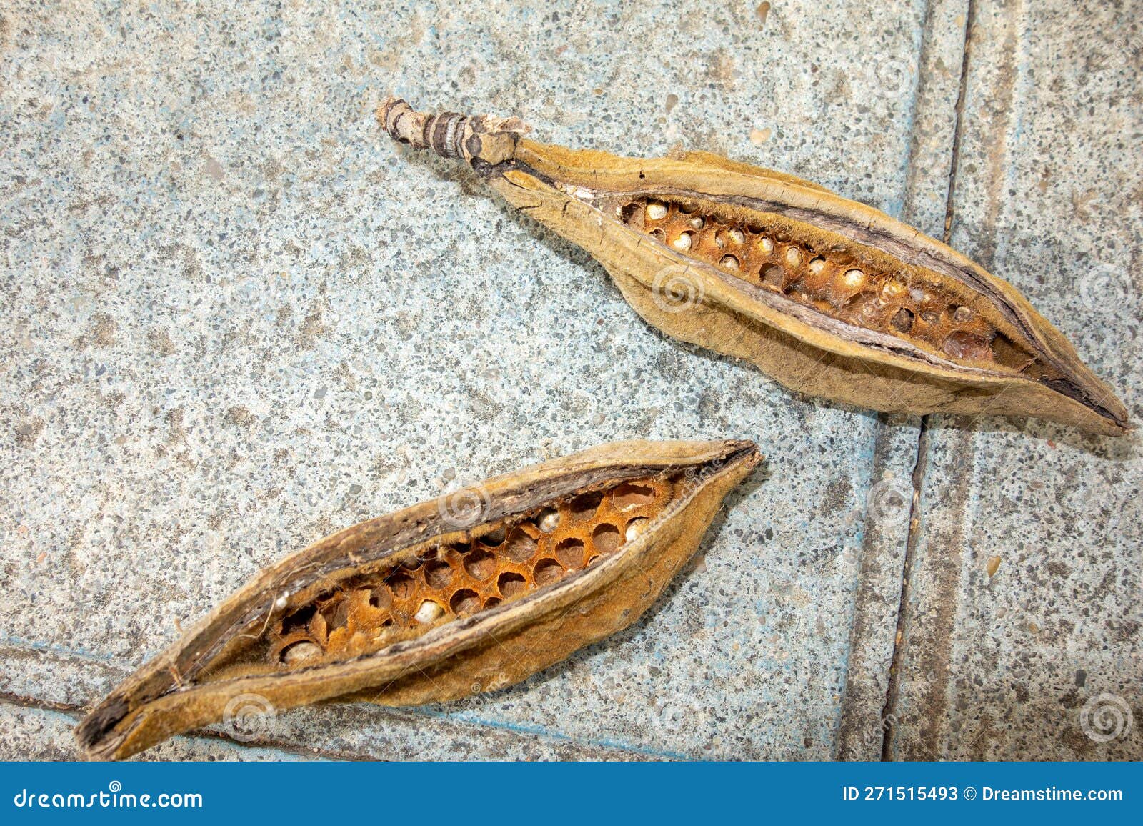 Two Strange Seed Pods on a Grey Cement Stone Stock Image - Image of ...