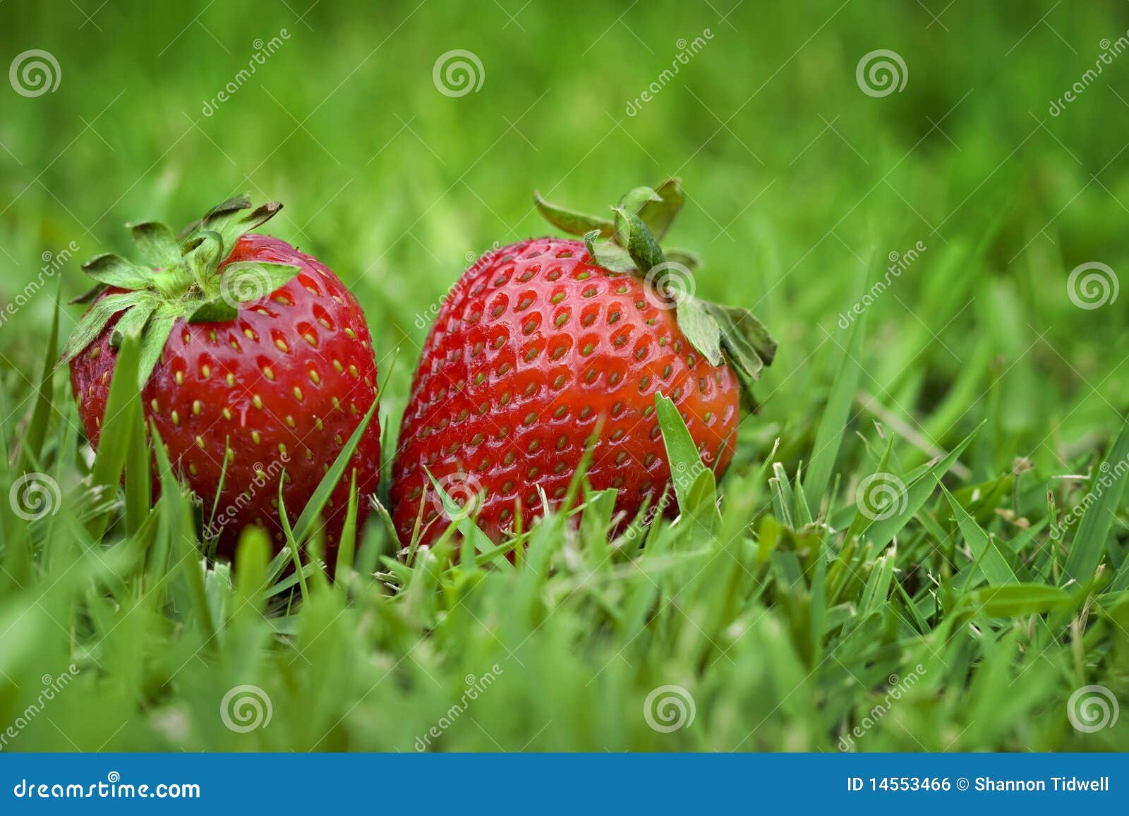 Two Strawberries in Green Grass Stock Photo - Image of horizontal, leaf ...