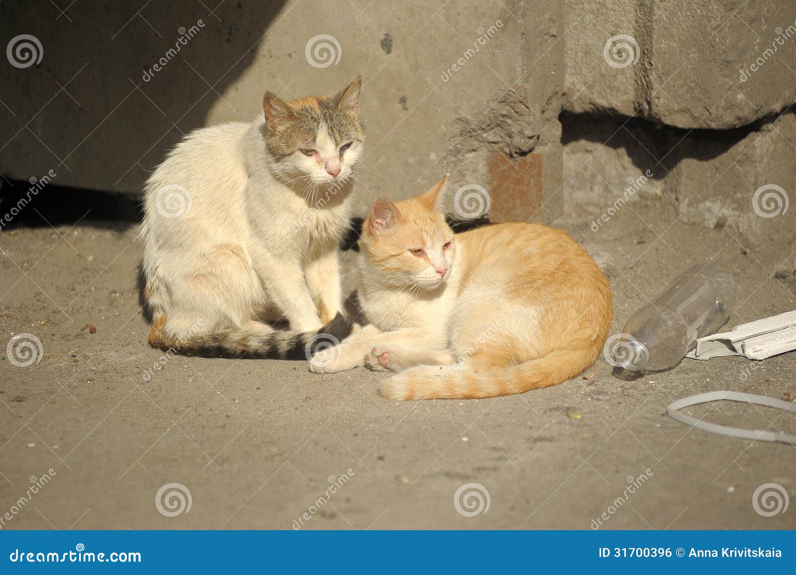 Two stray cats stock photo. Image of portrait, colour - 31700396