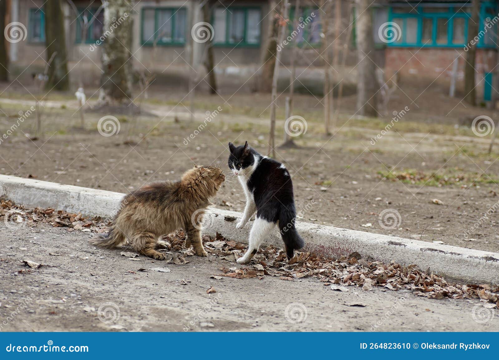 Two Stray Cats are Fighting Stock Photo - Image of relationship ...