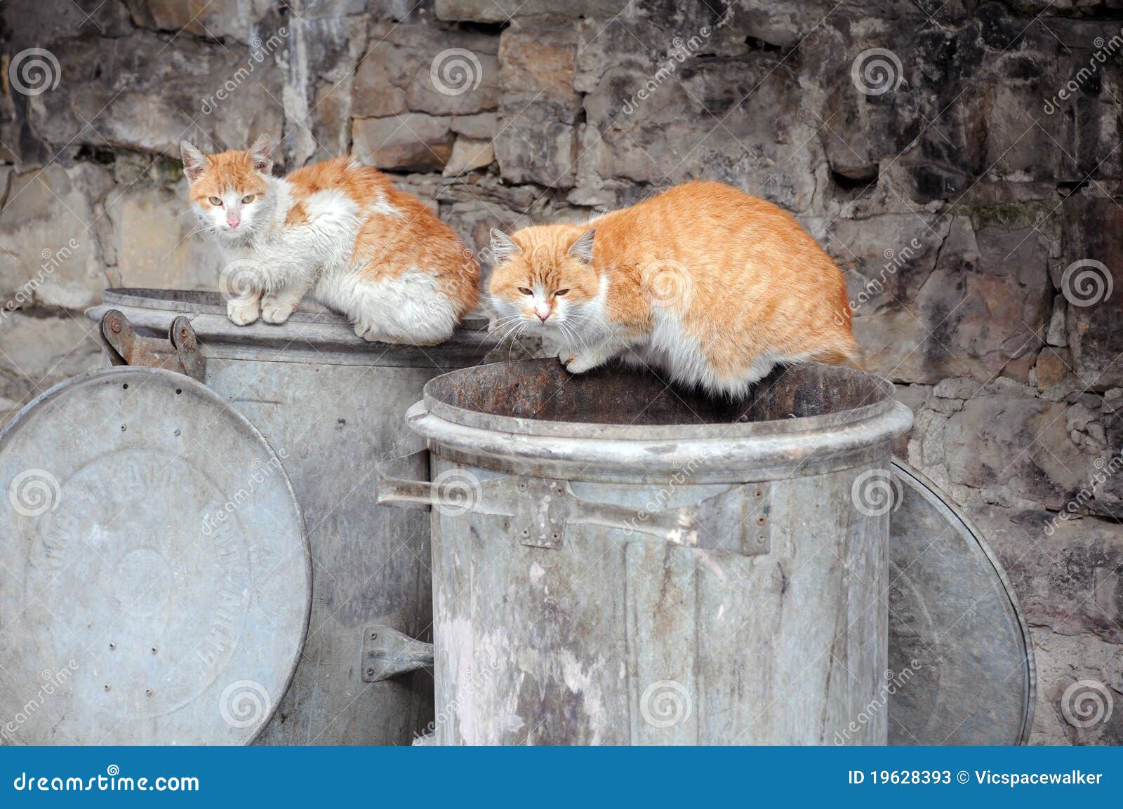 Two Stray Cats on Garbage Bins Stock Image - Image of look, animal ...