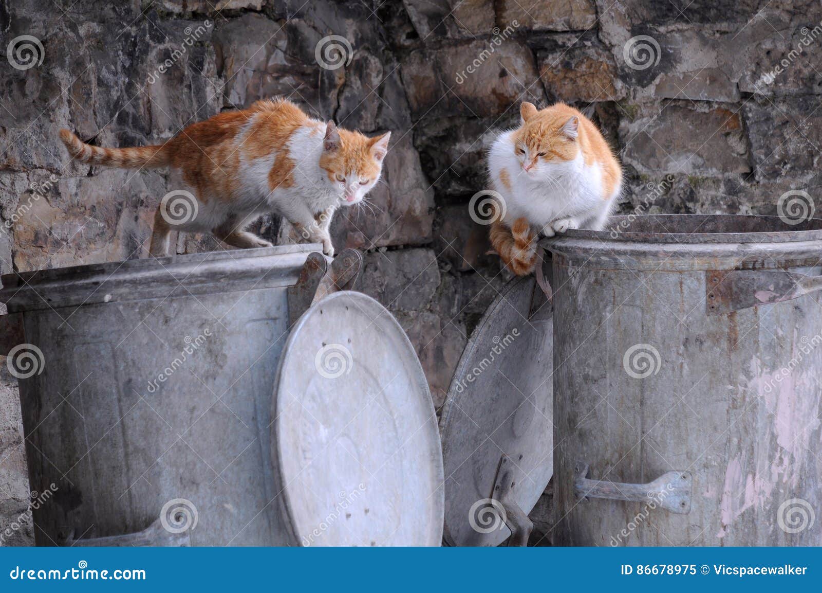 Two Stray Cats on the Garbage Container Stock Image - Image of animal ...