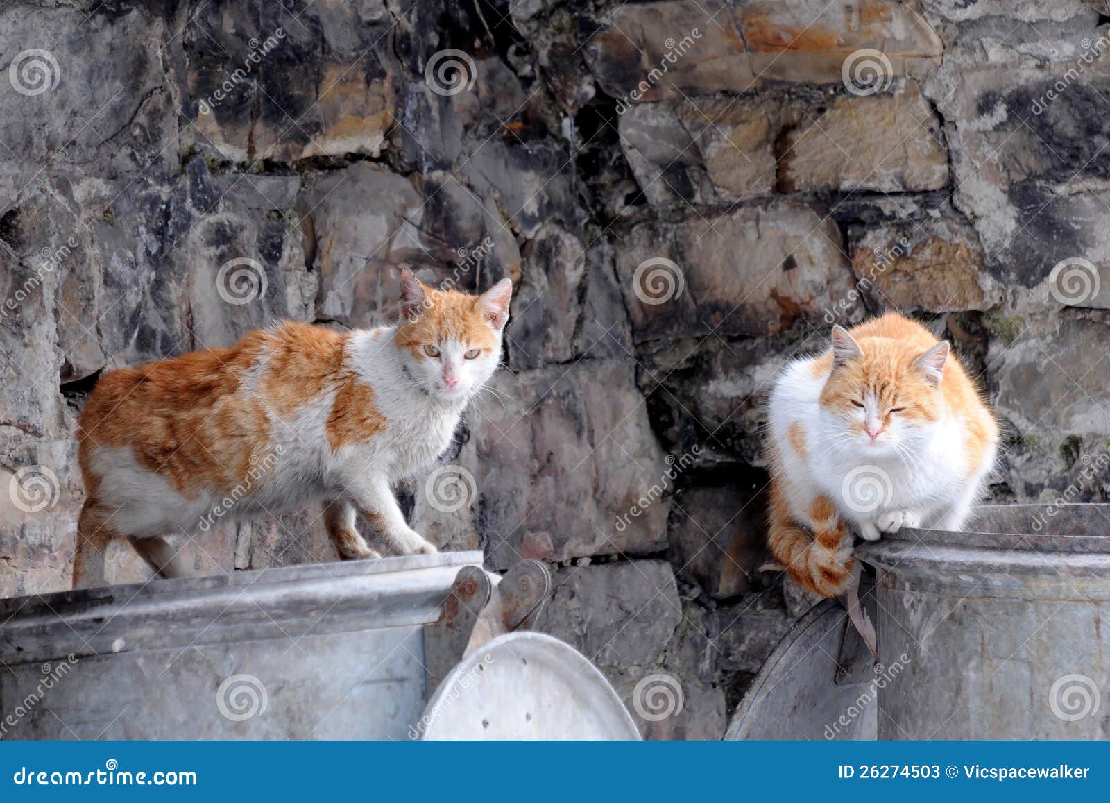 Two Stray Cats on Garbage Containers Stock Image - Image of concept ...