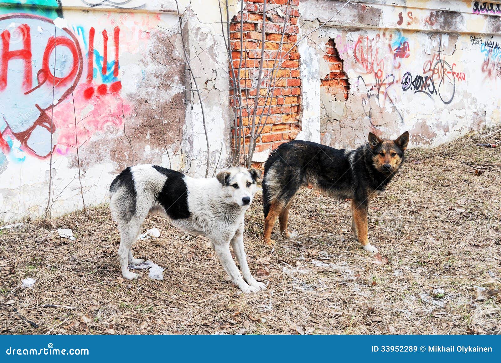 Stray Dogs Wandering In The House Premises Stock Image | CartoonDealer ...