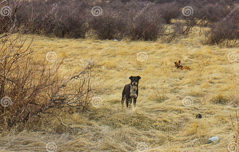 The Two Stray Dogs in the Field Stock Photo - Image of colorful, nature ...