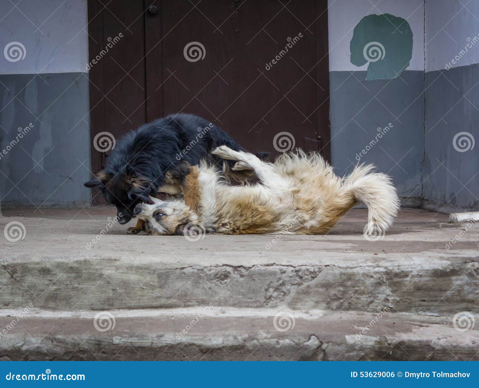 Two stray dogs fighting stock photo. Image of rescue - 53629006