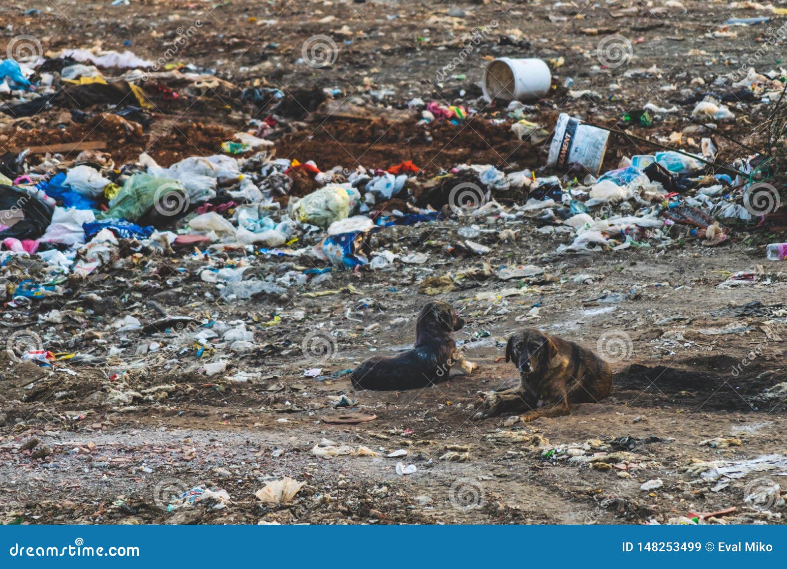 Dangerous Stray Dogs in Big Cities Editorial Stock Image - Image of ...
