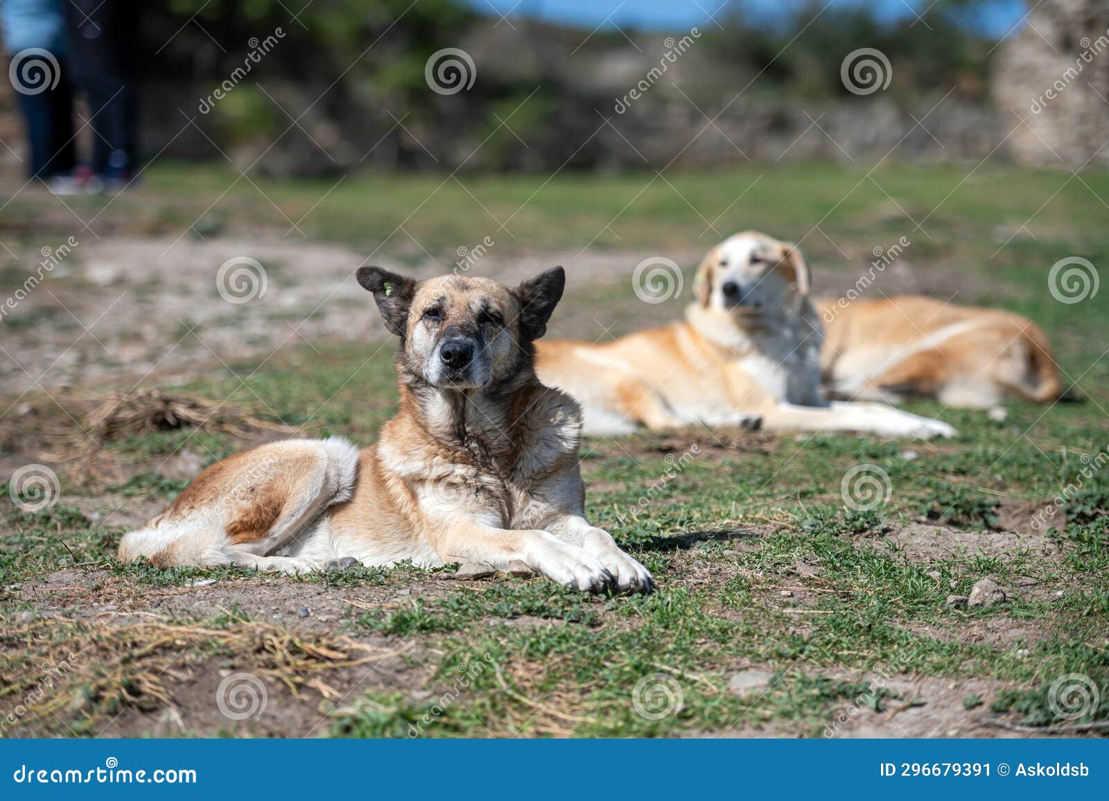 Two Stray Dogs Lying on the Ground. Selective Focus Stock Image - Image ...