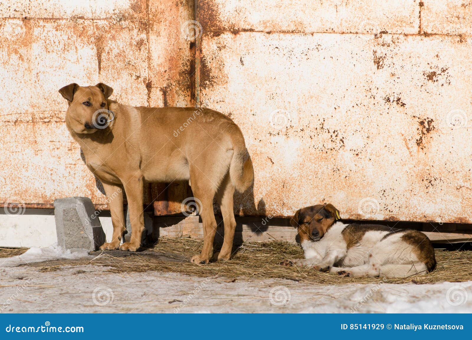 Two Stray Dogs Near Rusty Colored Gate Stock Image - Image of brown ...
