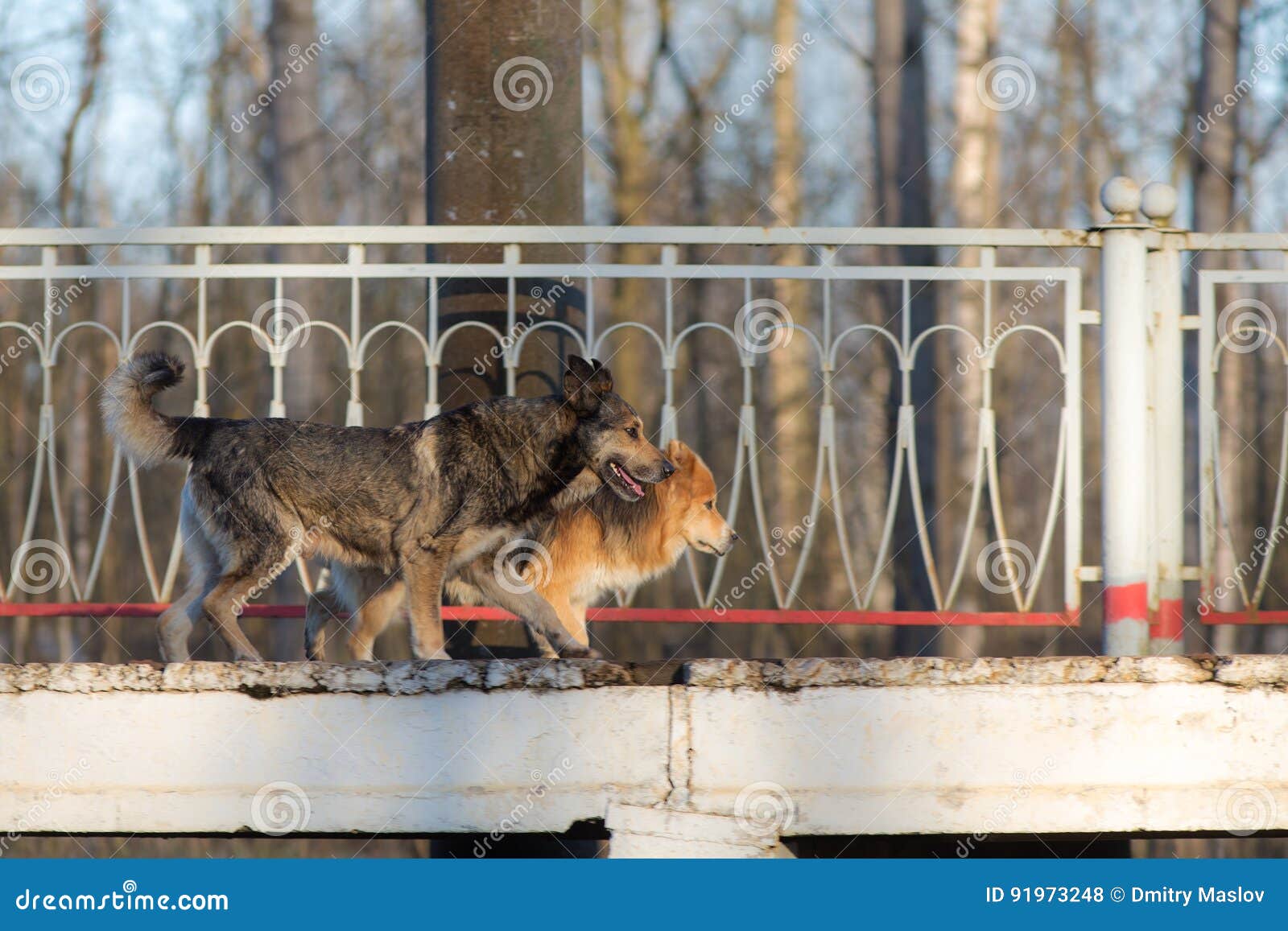 Two stray dogs stock photo. Image of homeless, cute, nature - 91973248