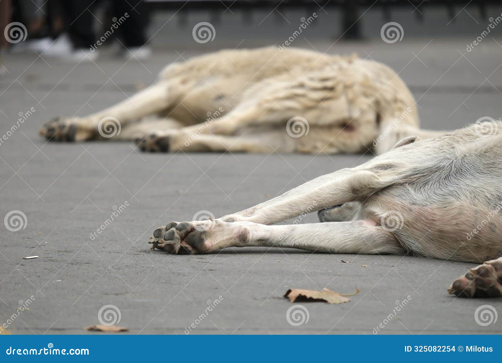 Two Stray Dogs Sleeping on Pavement in Istanbul Stock Photo - Image of ...