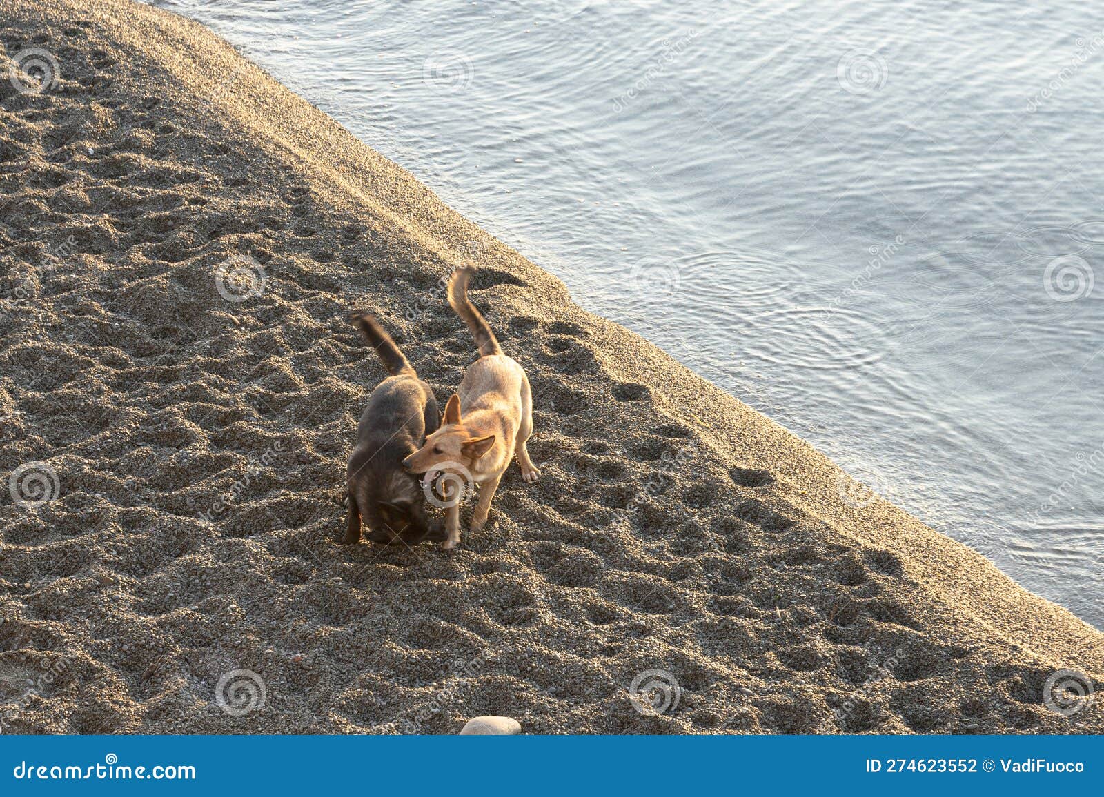 Two Stray Dogs Walk on the Beach Stock Photo - Image of poops, travel ...