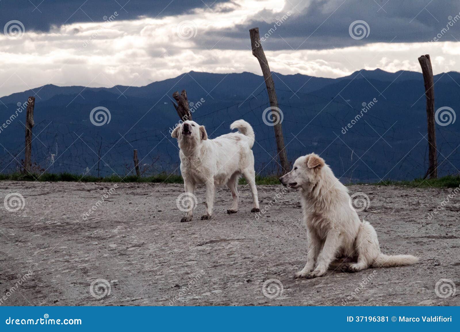 Two stray dogs stock image. Image of mountain, stray - 37196381