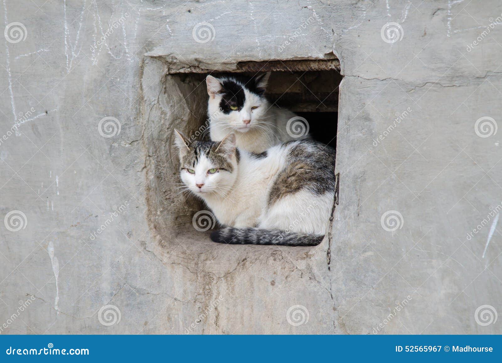 Two Street Cats Sit in Square Hole the Wall Stock Image - Image of live ...