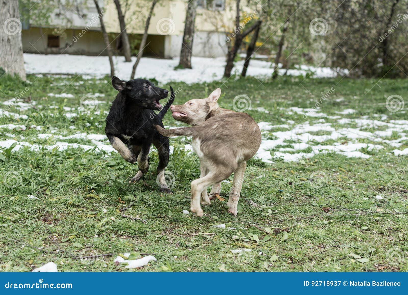 Two street dogs stock image. Image of love, road, cute - 92718937