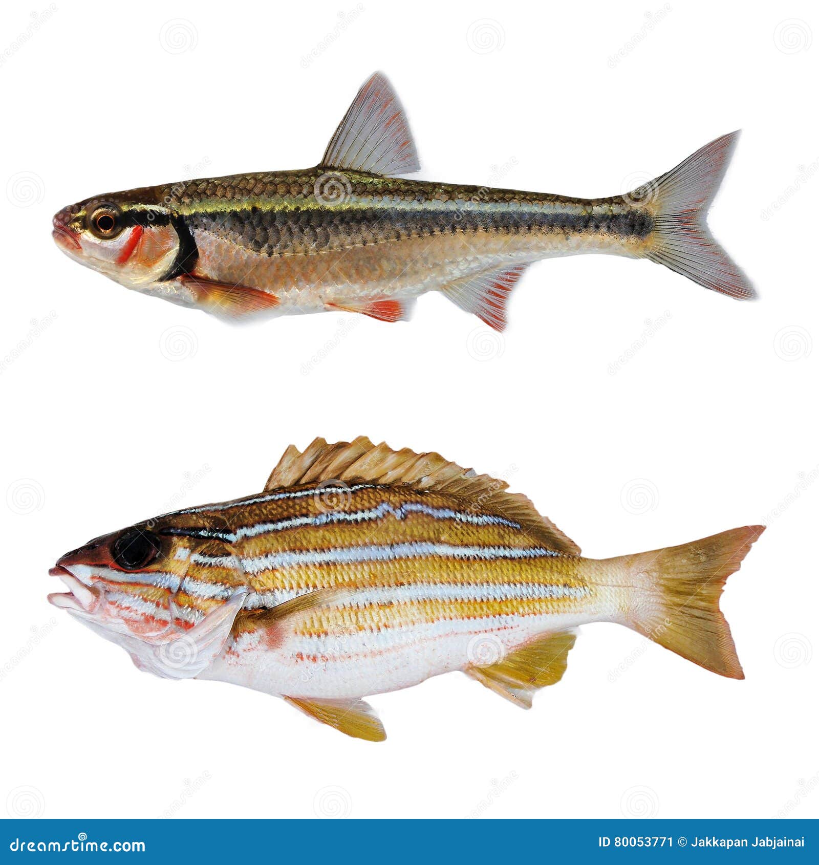 Two striped bass fish stock image. Image of portrait - 80053771