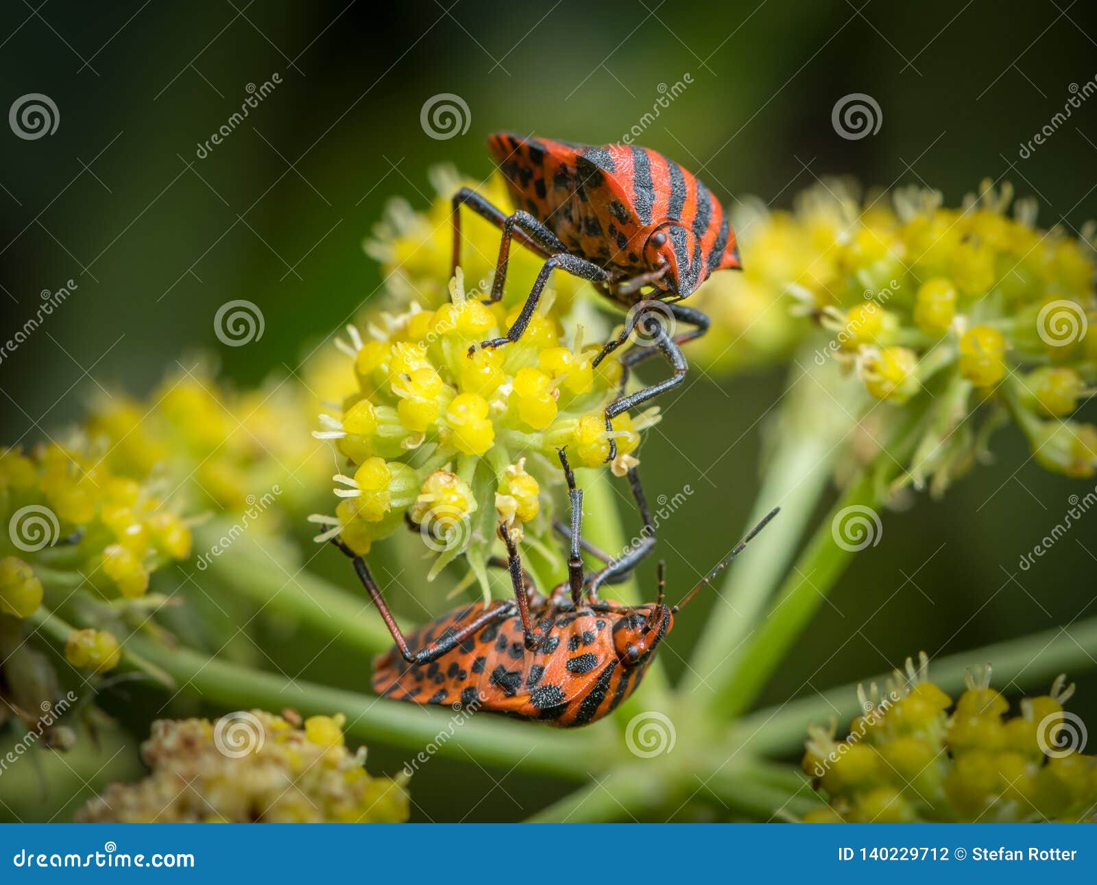 Two Striped Bugs Sitting on a Yellow Flower Stock Photo - Image of ...