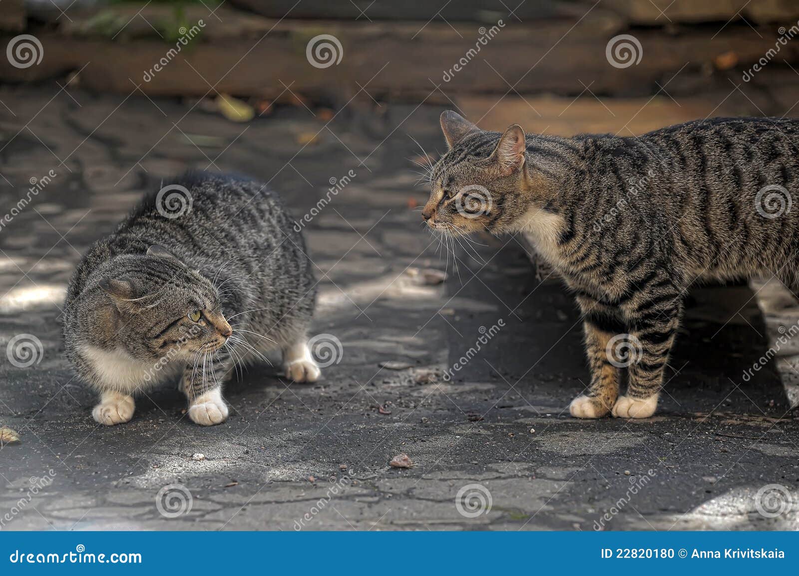 Two striped cat quarrel stock photo. Image of domestic - 22820180
