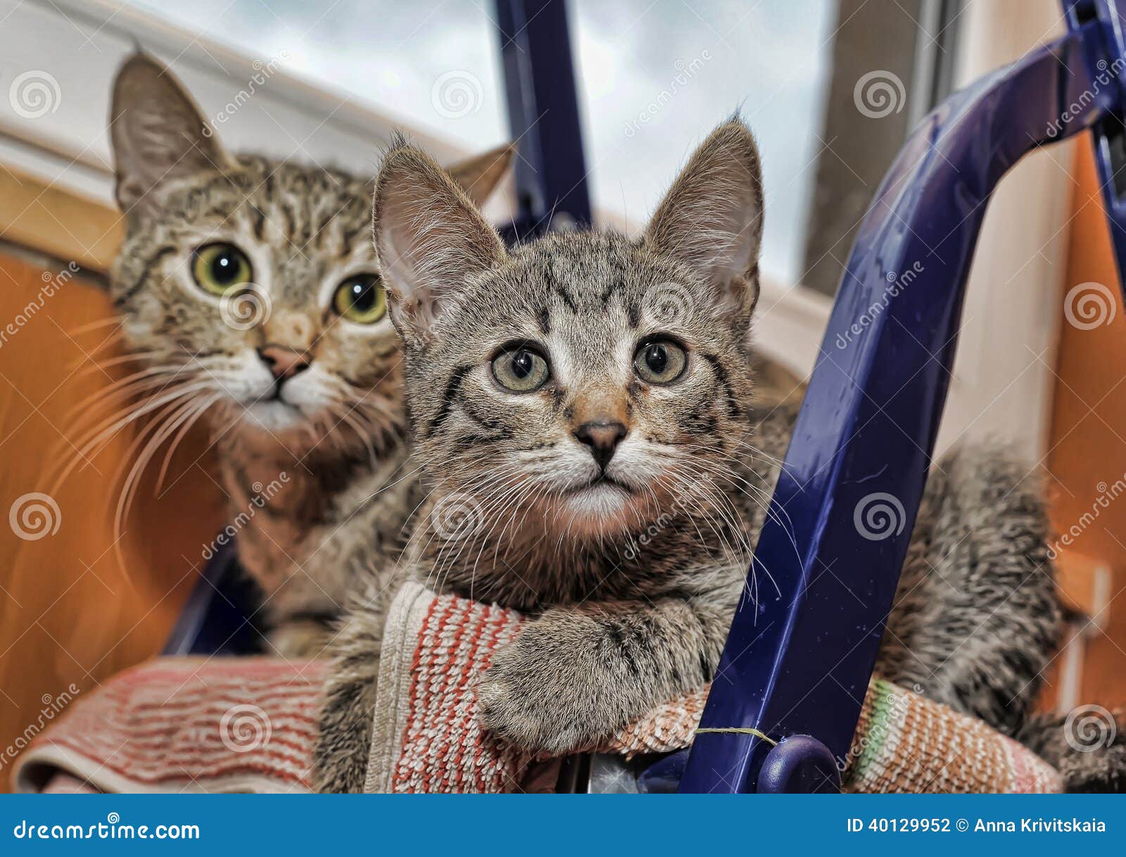 Two striped kitten stock photo. Image of striped, sitting - 40129952