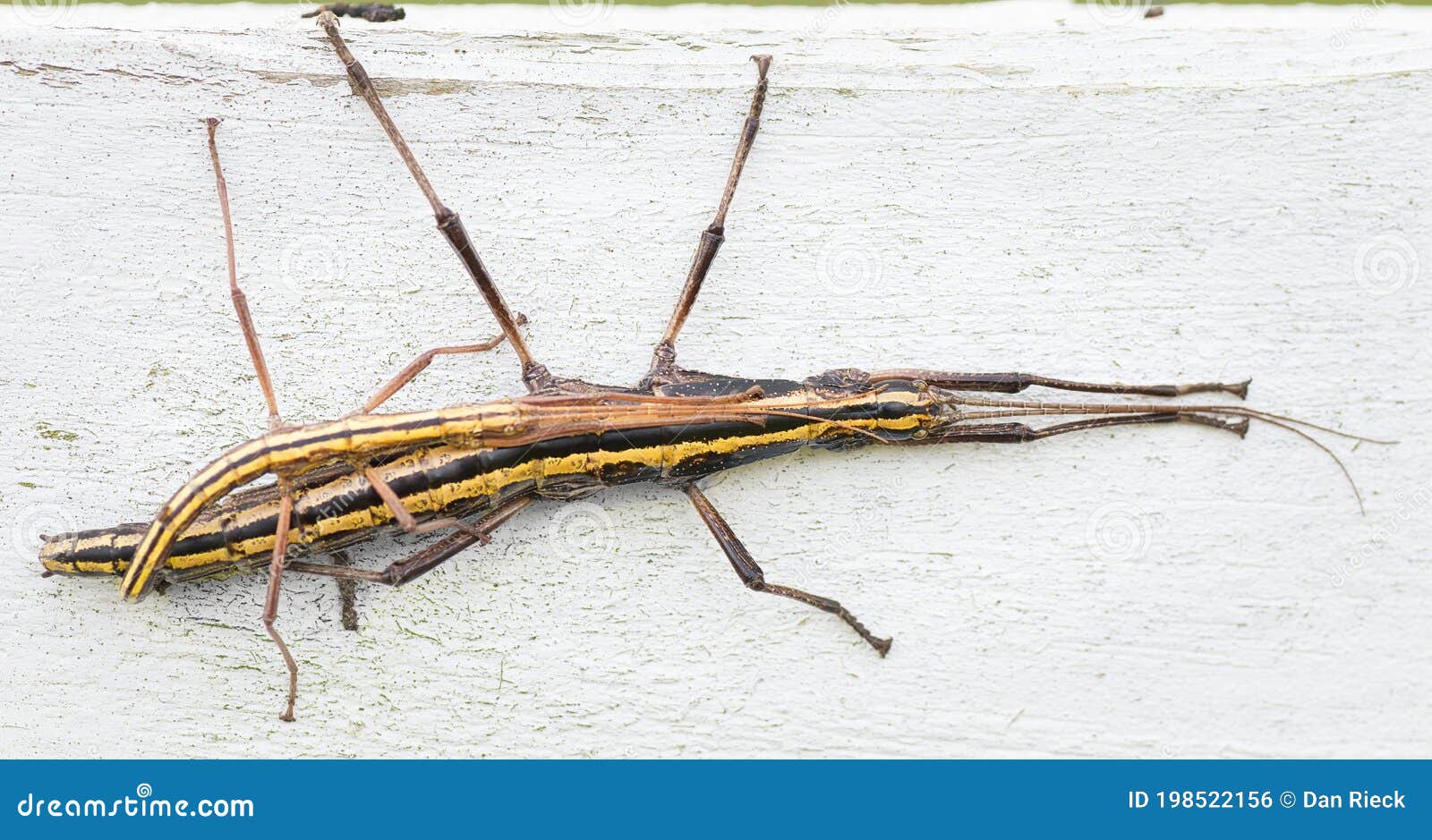 Two Striped Walking Sticks Paired Up Stock Photo - Image of insect ...