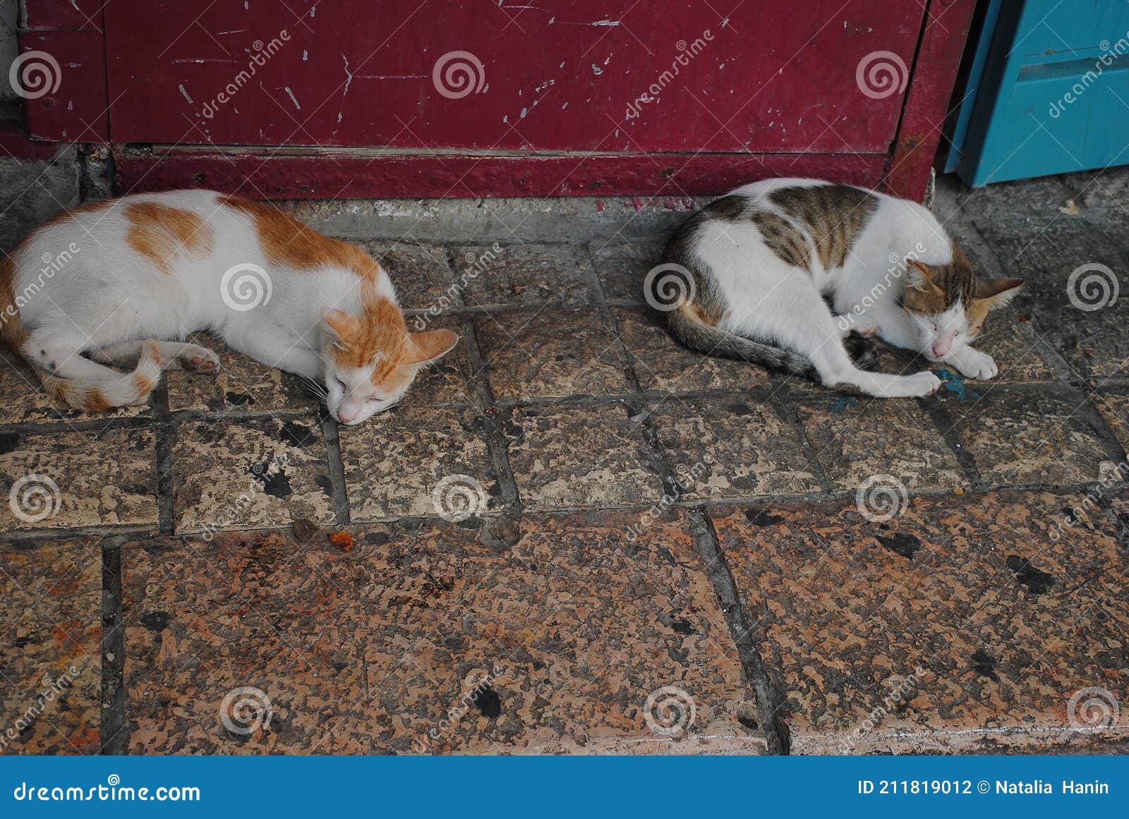 Two Strolling Cats are Sleeping on Pavement. Stock Photo - Image of ...