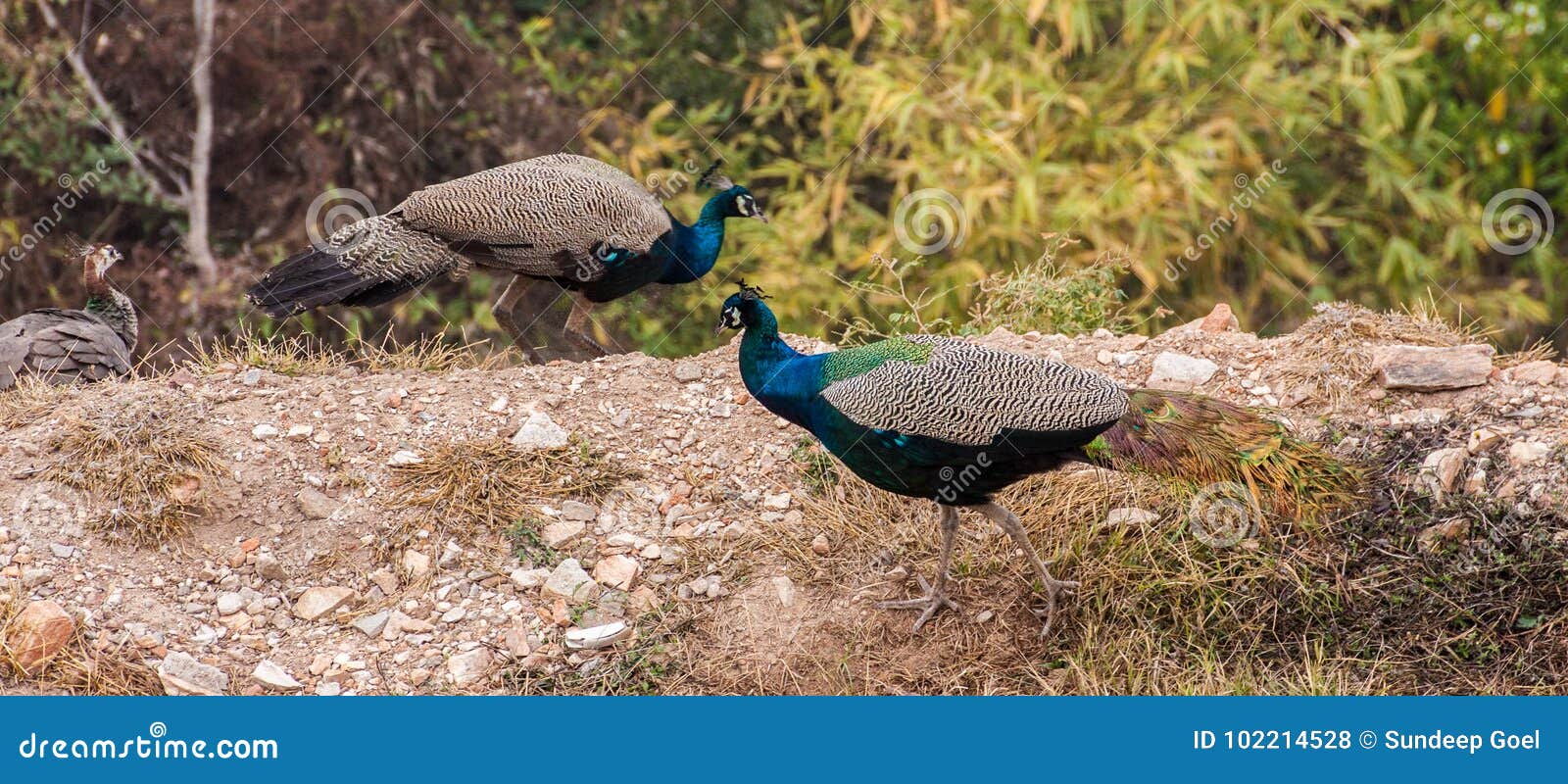 Two Peacock stock photo. Image of peacock, feather, pheasant - 102214528