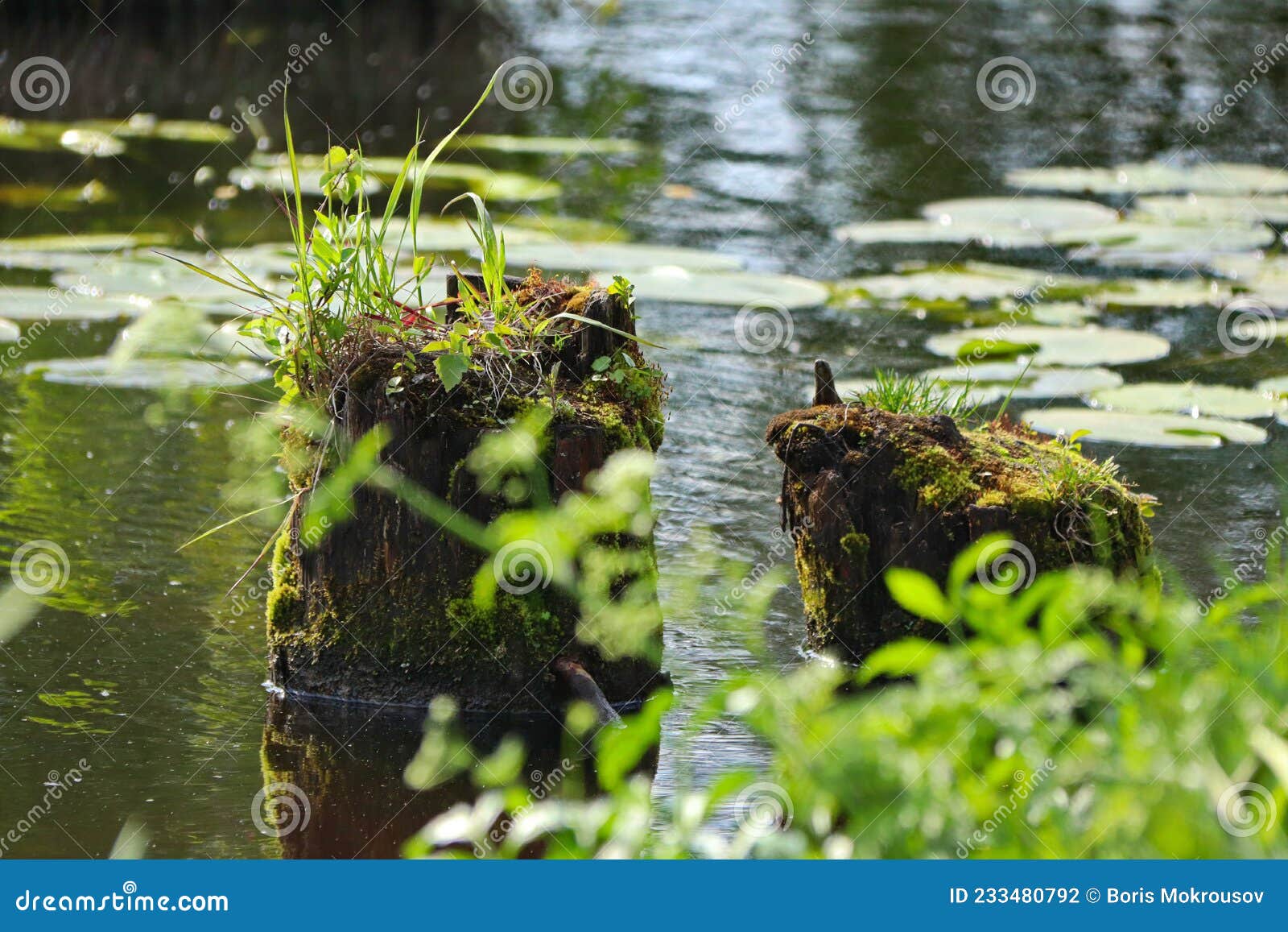 Two Stumps Overgrown with Moss and Grass in the Water Near the Shore ...