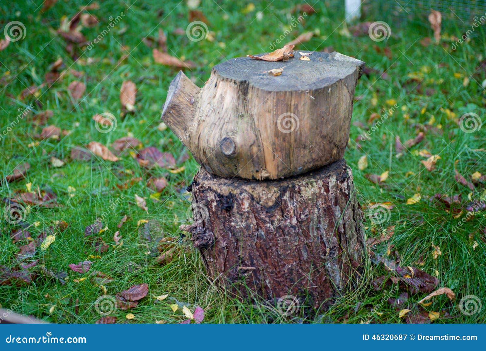 Two Stumps Stacked on Top of Each Other Stock Image - Image of forrest ...