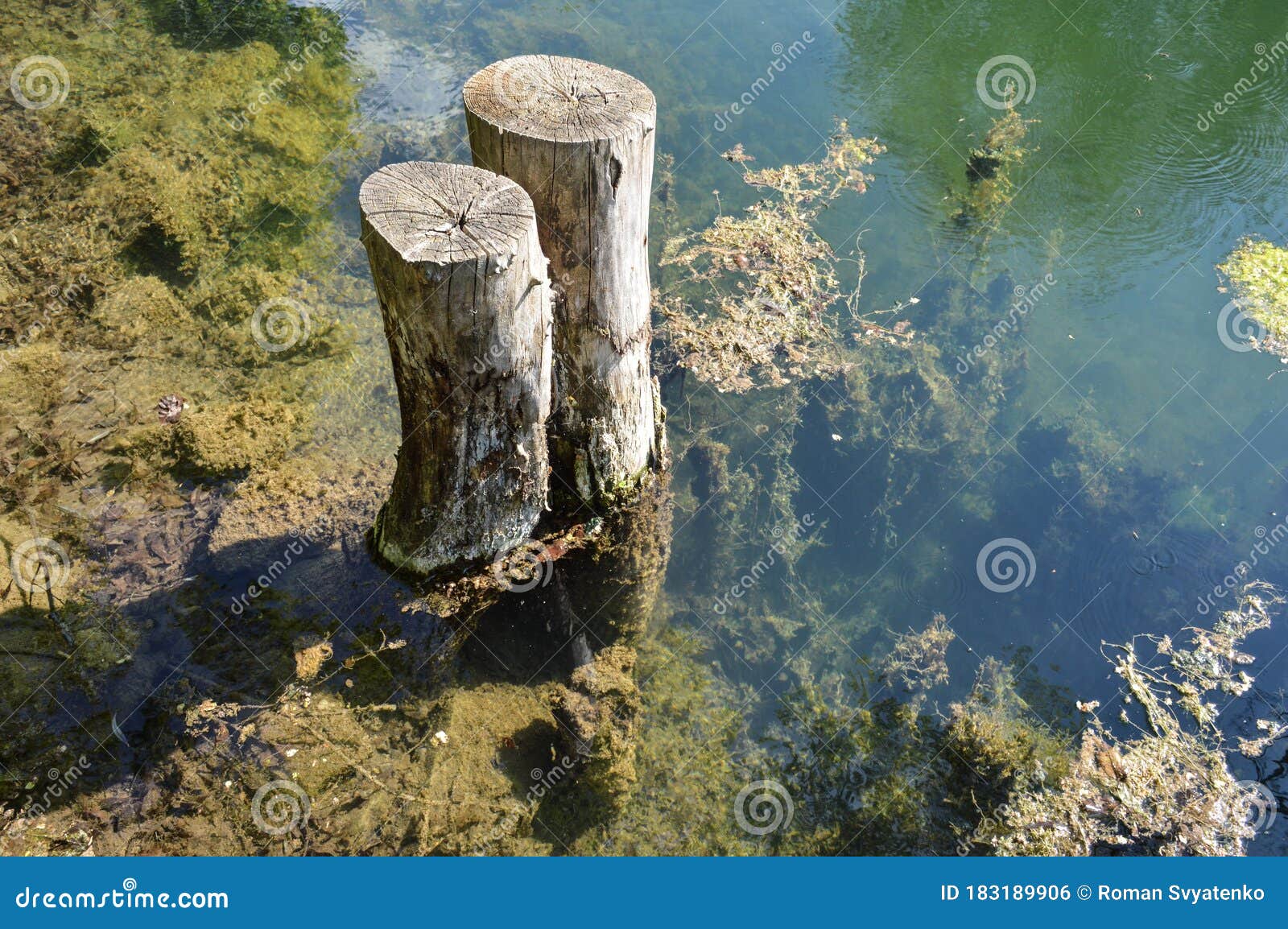 Two Stumps Stick Out of the Water Stock Photo - Image of float, outdoor ...