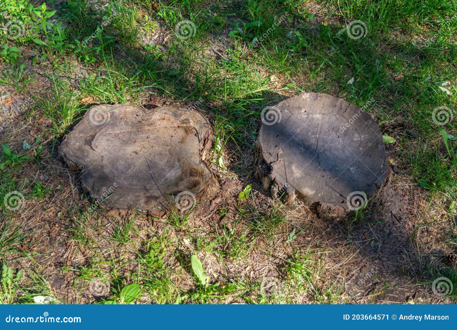 Two Stumps in a Sunny Glade in the Forest. Close-up. Texture and ...